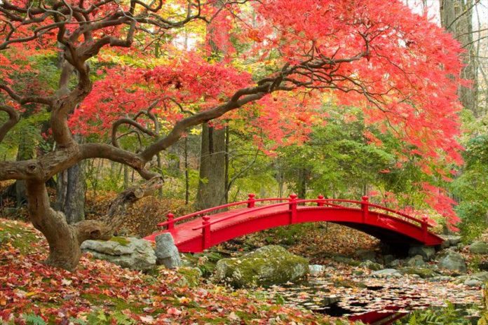 Japanese culture traditions — Explore 8 traditional Japanese cultural ...