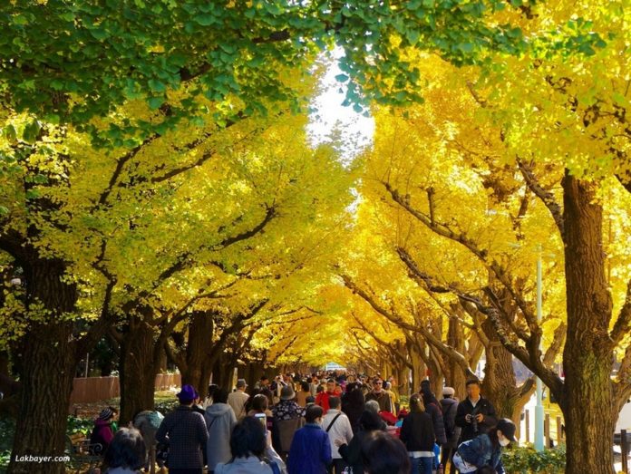 Tokyo fall foliage forecast 2025 — When & 13+ best place to see autumn ...