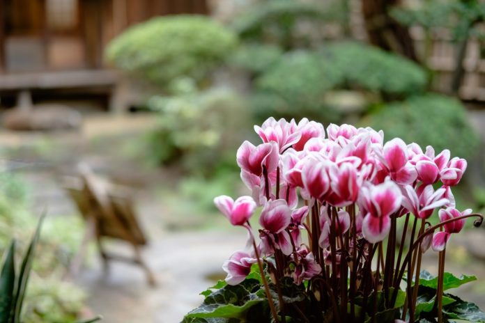 Visiting Kosoan tea house — The traditional tea room in Tokyo - Living ...