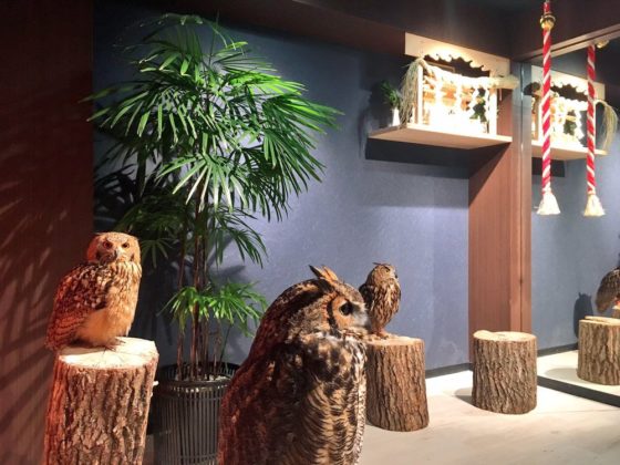 Visiting Owl Shrine Café, Tokyo — Healing the soul by cuteness - Living ...