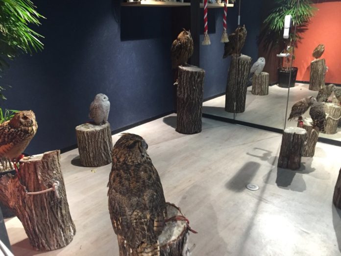 Visiting Owl Shrine Café, Tokyo — Healing the soul by cuteness - Living ...