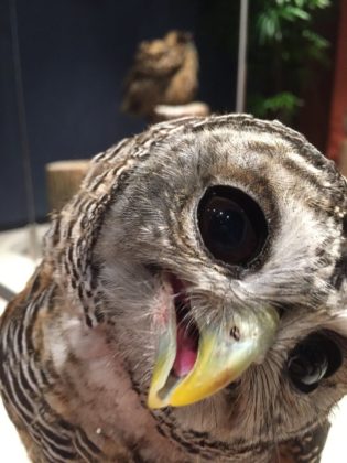 Visiting Owl Shrine Café, Tokyo — Healing the soul by cuteness - Living ...