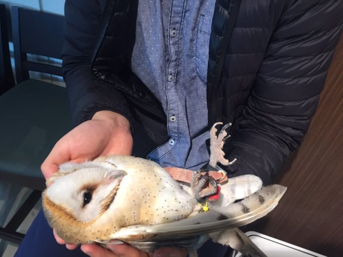 Visiting Owl Shrine Café, Tokyo — Healing the soul by cuteness - Living ...