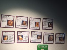 Visiting Owl Shrine Café, Tokyo — Healing the soul by cuteness - Living ...