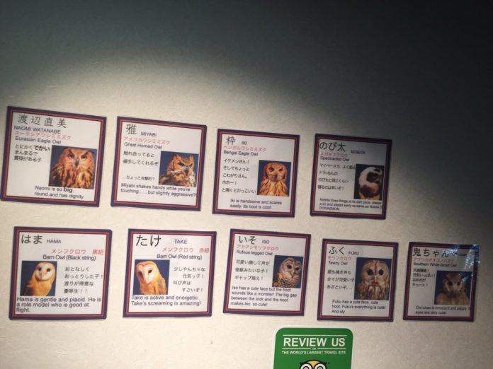 Visiting Owl Shrine Café, Tokyo — Healing the soul by cuteness - Living ...