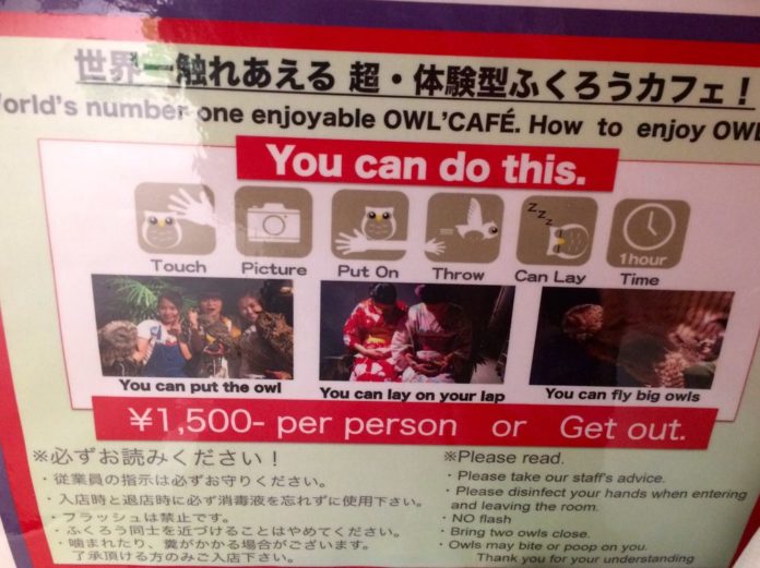 Visiting Owl Shrine Café, Tokyo — Healing the soul by cuteness - Living ...