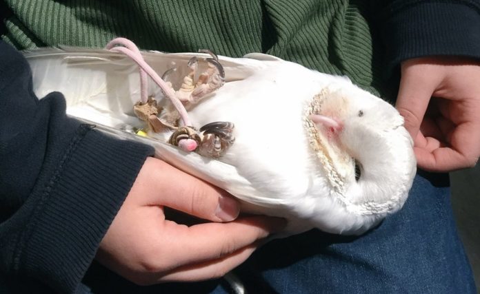 Visiting Owl Shrine Café, Tokyo — Healing the soul by cuteness - Living ...