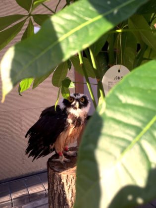 Visiting Owl Shrine Café, Tokyo — Healing the soul by cuteness - Living ...