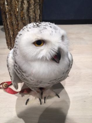 Visiting Owl Shrine Café, Tokyo — Healing the soul by cuteness - Living ...