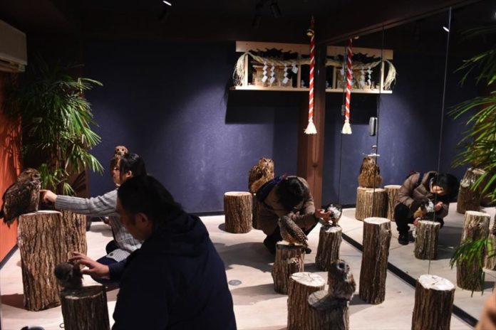 Visiting Owl Shrine Café, Tokyo — Healing the soul by cuteness - Living ...