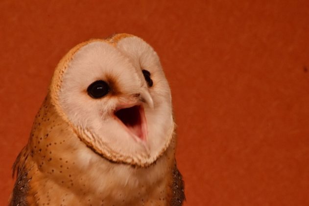 Visiting Owl Shrine Café, Tokyo — Healing the soul by cuteness - Living ...