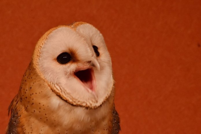 Visiting Owl Shrine Café, Tokyo — Healing the soul by cuteness - Living ...