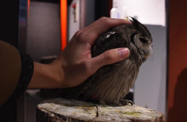 Visiting Owl Shrine Café, Tokyo — Healing the soul by cuteness - Living ...