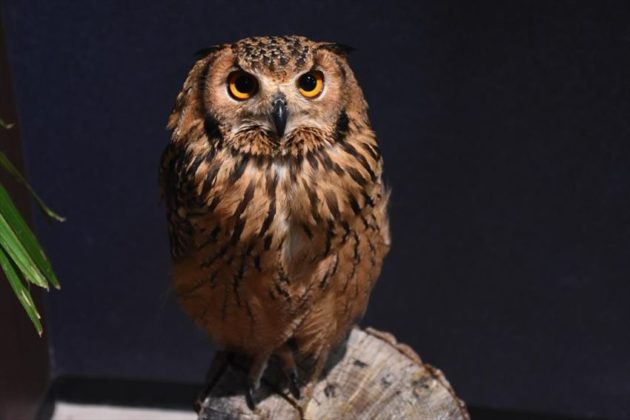 Visiting Owl Shrine Café, Tokyo — Healing the soul by cuteness - Living ...