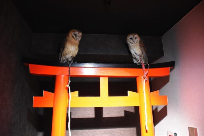 Visiting Owl Shrine Café, Tokyo — Healing the soul by cuteness - Living ...