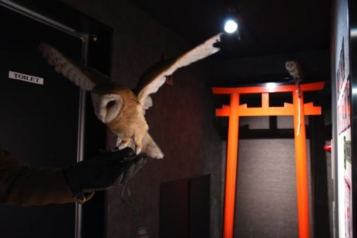 Visiting Owl Shrine Café, Tokyo — Healing the soul by cuteness - Living ...