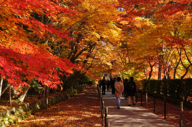 Kyoto fall foliage forecast 2025 — The time & 15+ best place to see ...