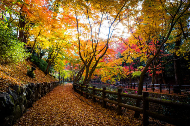 Kyoto fall foliage forecast 2025 — The time & 15+ best place to see ...
