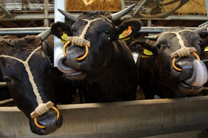 Kobe beef blog — Visit Kobe & enjoying Kobe beef, one of the most ...