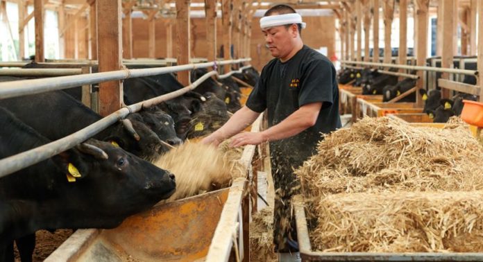 Kobe beef blog — Visit Kobe & enjoying Kobe beef, one of the most ...