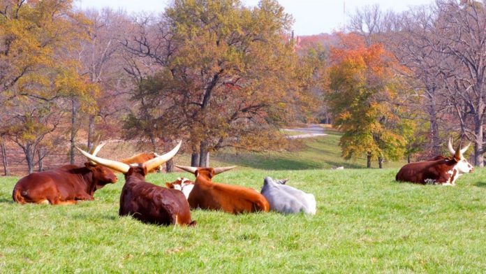St. Louis travel blog — How to spend one day in St. Louis? - Living ...