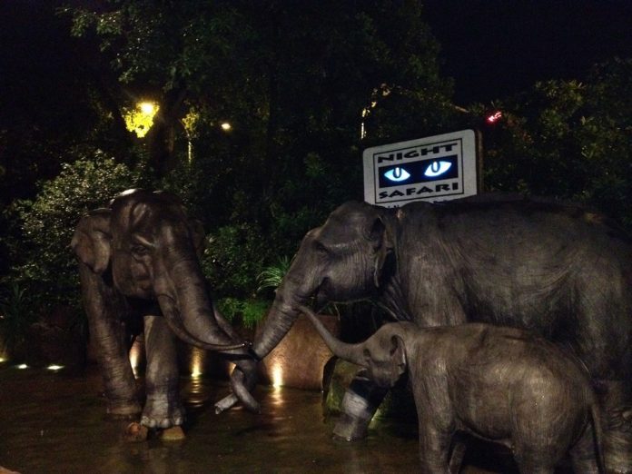 Singapore Night Safari Review: How to get, Top things to do, Ticket prices & MORE - Living ...