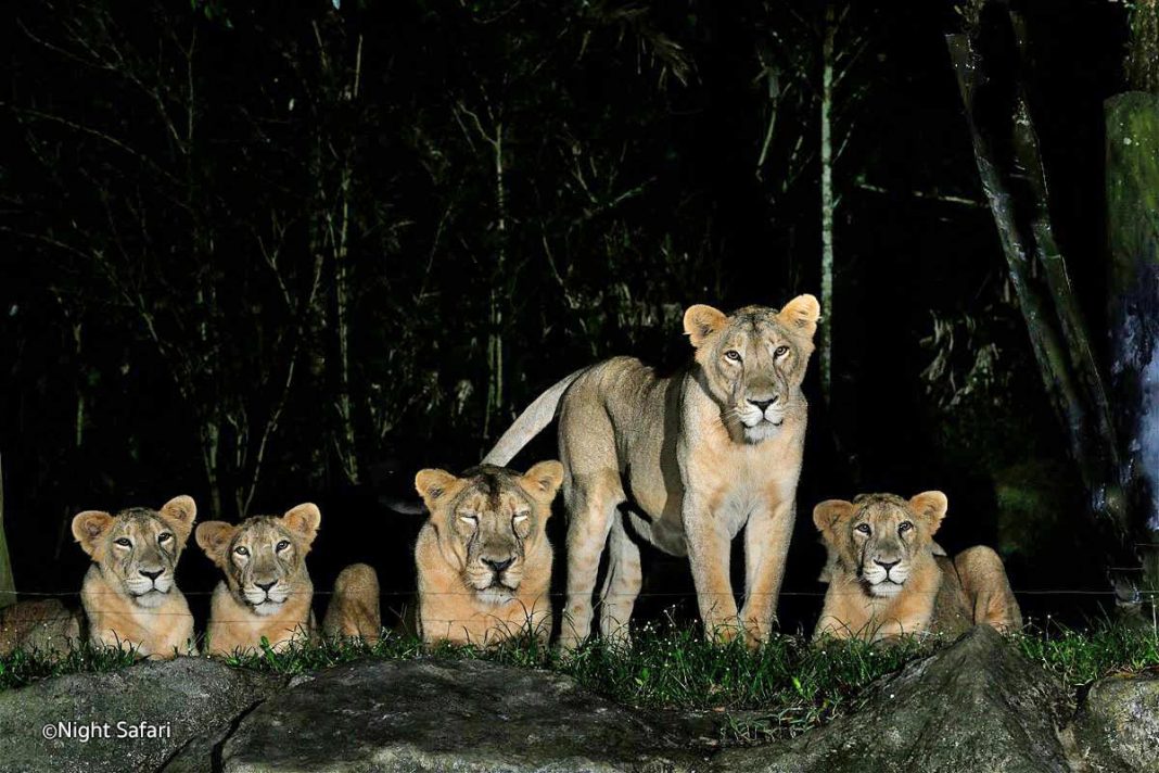Singapore night safari tips — How to have a wonderful trip in Singapore ...