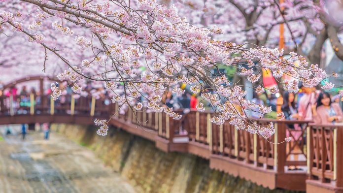Seoul cherry blossom 2024 forecast — 9 best places to see cherry ...