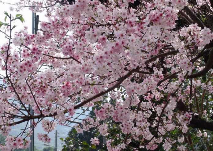 Cherry blossom in Taiwan 2025 forecast — The best time & 8 best places ...