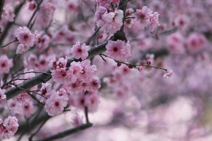 Where to see cherry blossoms in Korea: 15 best places to see cherry ...
