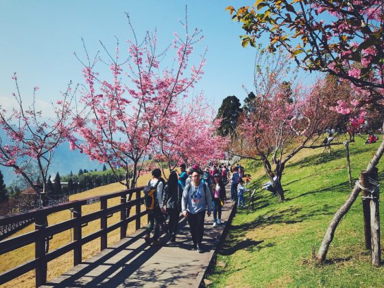 Cingjing Farm blog — How to visit & what to do in Cingjing Farm ...