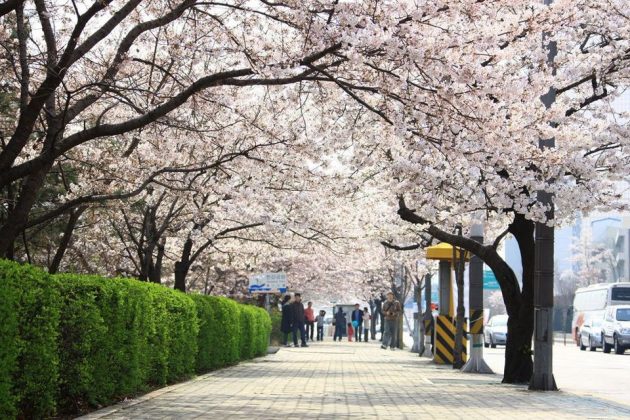 South Korea spring trip blog — A fantastic spring journey in South ...