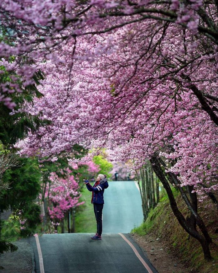 Wuling Farm, Taichung cherry blossoms (1) - Living + Nomads – Travel ...