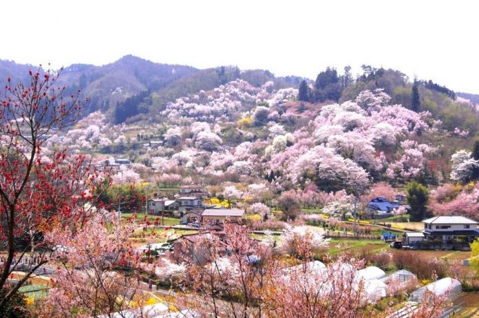 What is Hanami in Japan? The meaning & 9+ best places for Hanami in ...