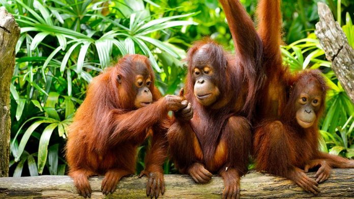 Borneo experiences — Top 7 unforgettable experiences on the tropical ...