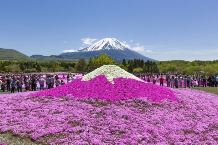 Fuji Shibazakura Cherry Blossom Festival-fuji-japan2 - Living + Nomads ...