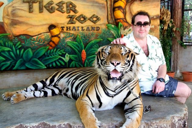 Explore Sriracha Tiger Zoo Pattaya — One of the best places to visit in ...