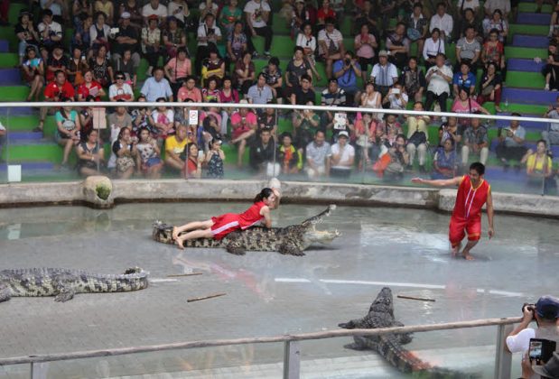 Explore Sriracha Tiger Zoo Pattaya — One of the best places to visit in ...