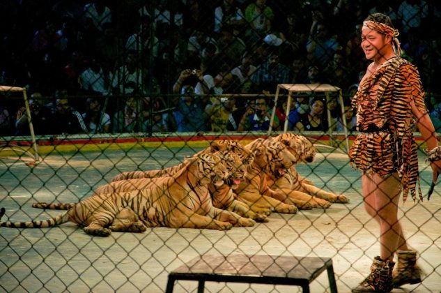 Explore Sriracha Tiger Zoo Pattaya — One of the best places to visit in ...