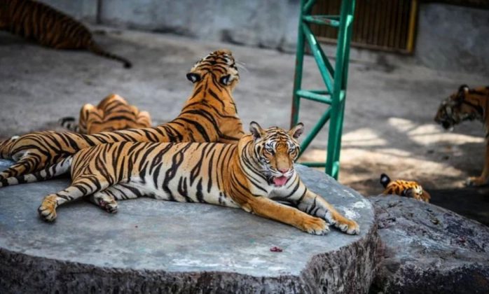 Explore Sriracha Tiger Zoo Pattaya — One of the best places to visit in ...