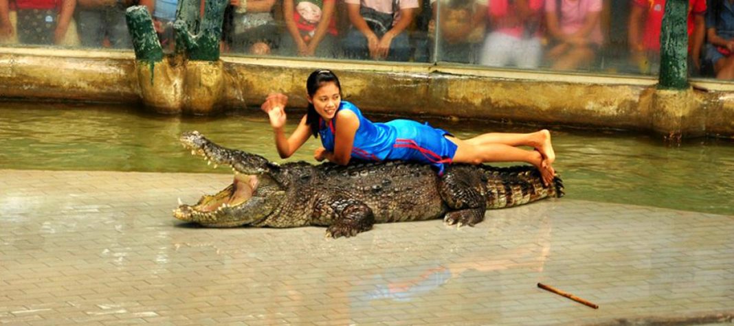 Explore Sriracha Tiger Zoo Pattaya — One of the best places to visit in ...