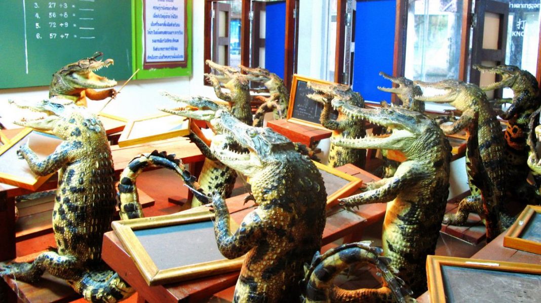 Explore Sriracha Tiger Zoo Pattaya — One of the best places to visit in ...