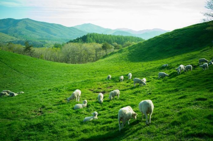 Visiting Daegwallyeong Sheep Farm — Exploring the most beautiful sheep ...