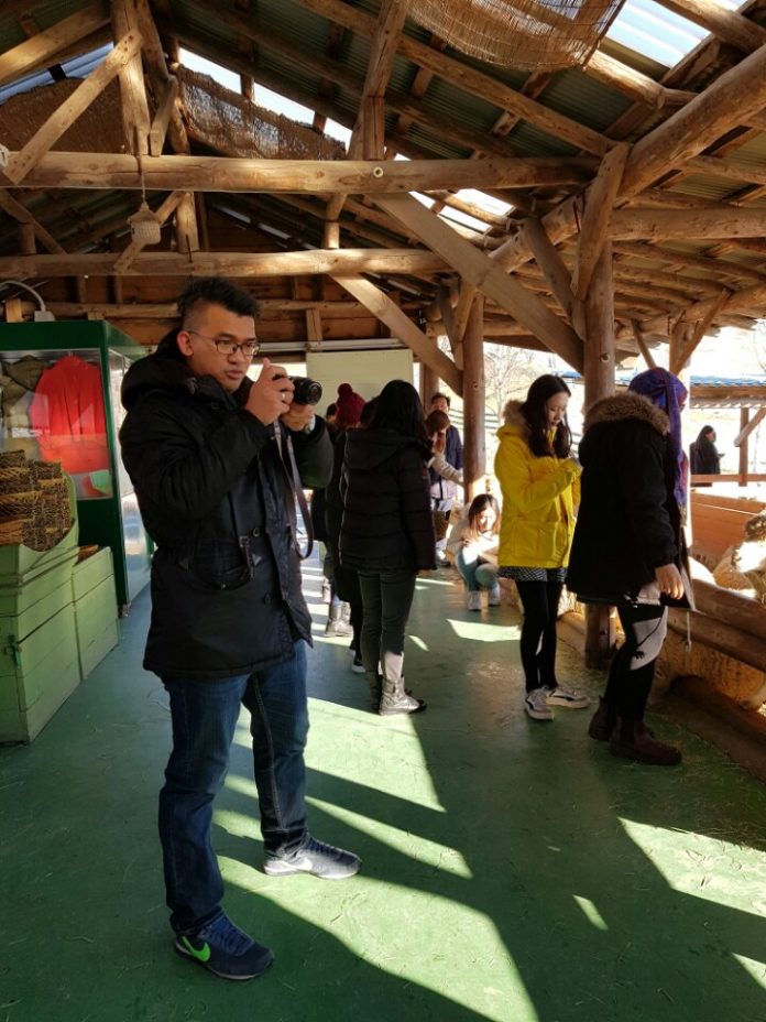 Visiting Daegwallyeong Sheep Farm — Exploring the most beautiful sheep ...