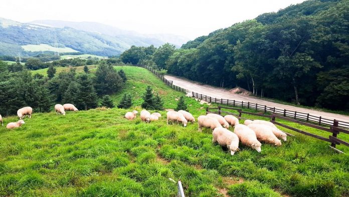 Visiting Daegwallyeong Sheep Farm — Exploring the most beautiful sheep ...