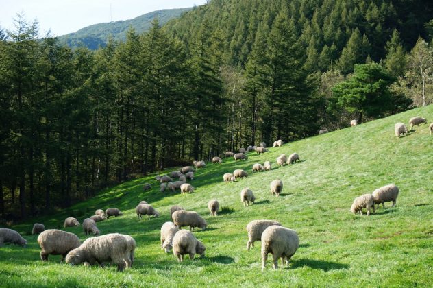 Visiting Daegwallyeong Sheep Farm — Exploring the most beautiful sheep ...