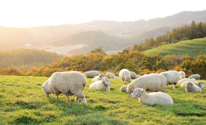 Visiting Daegwallyeong Sheep Farm — Exploring the most beautiful sheep ...