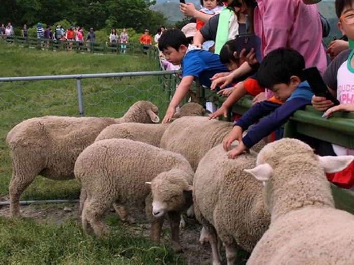 Visiting Daegwallyeong Sheep Farm — Exploring the most beautiful sheep ...