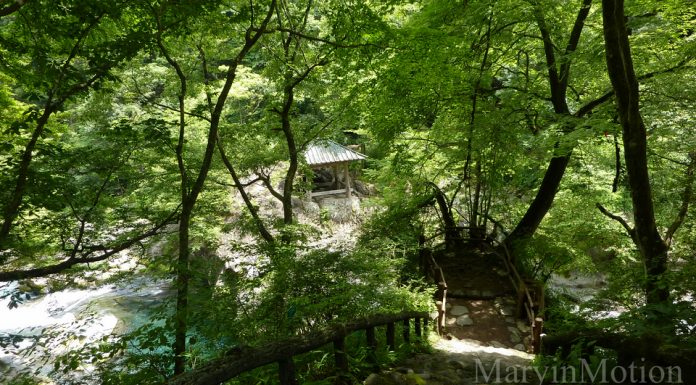 depositphotos_111389226-stock-photo-blooming-bush-at-nikko-heritage ...