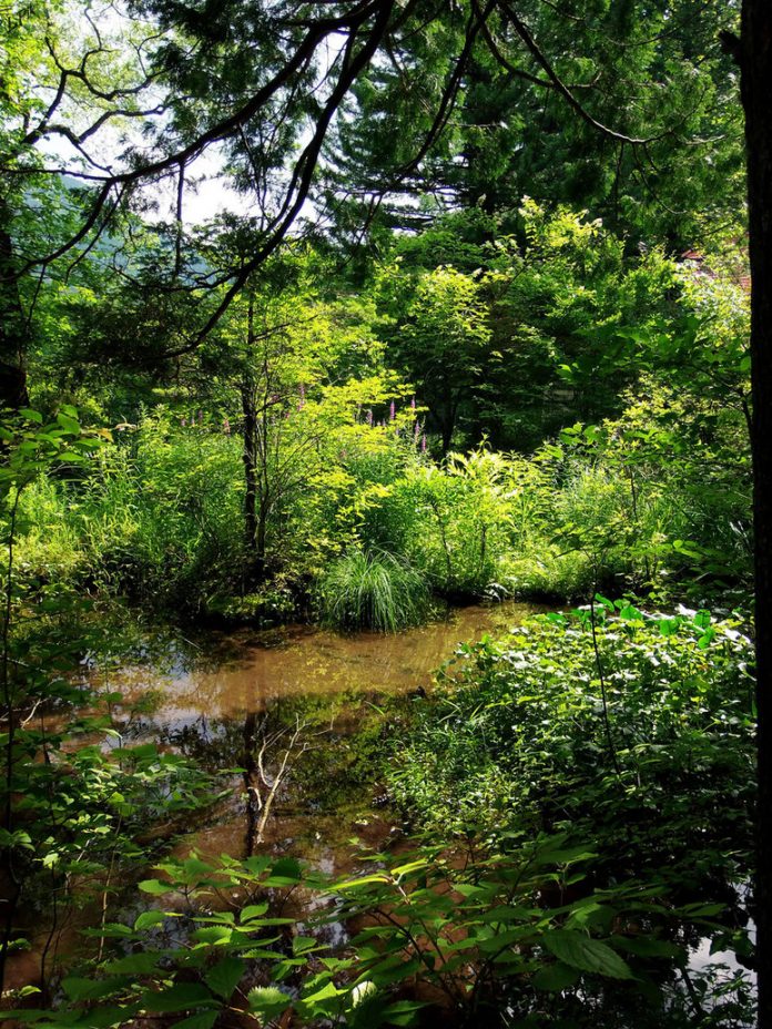 Nikko-Garden in the Rain - Living + Nomads – Travel tips, Guides, News ...